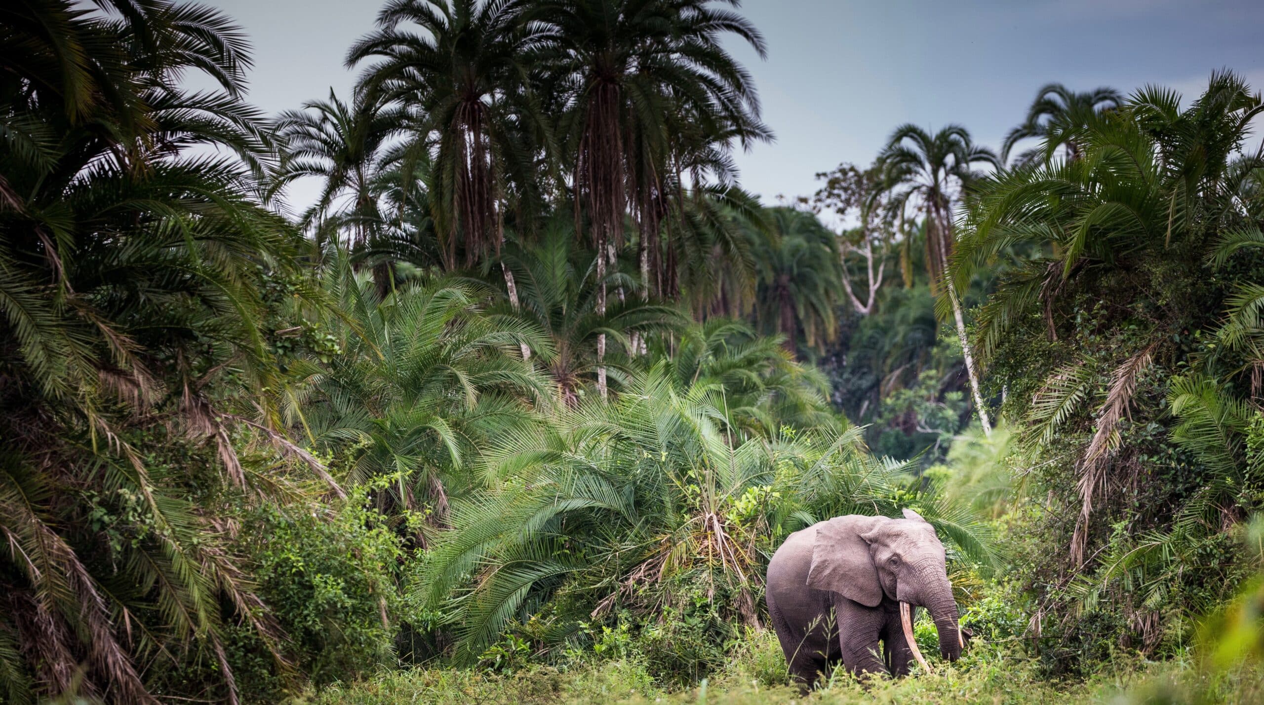 The Battle to Protect an Elusive Population of Forest Elephants in the ...