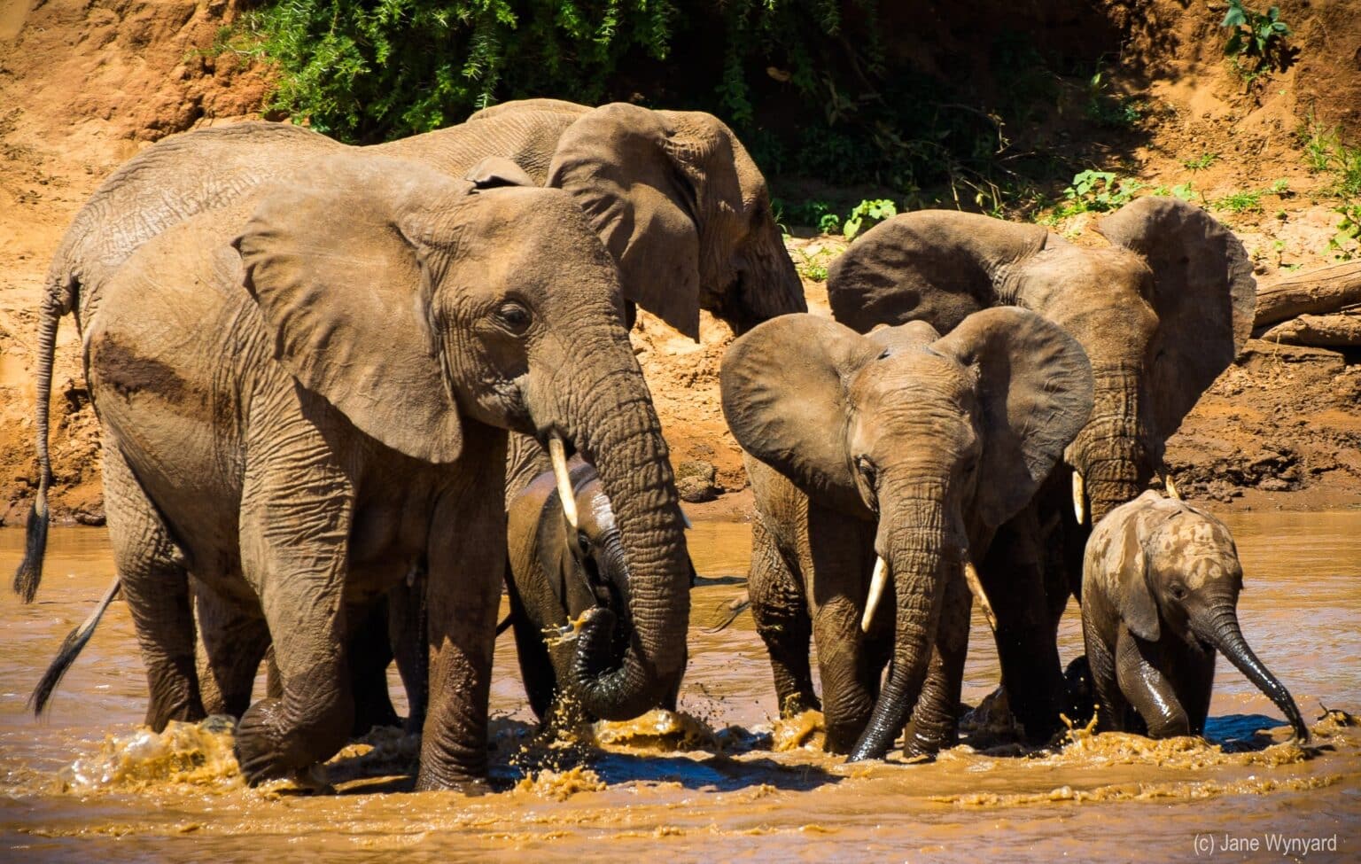 All About Elephants | ECF