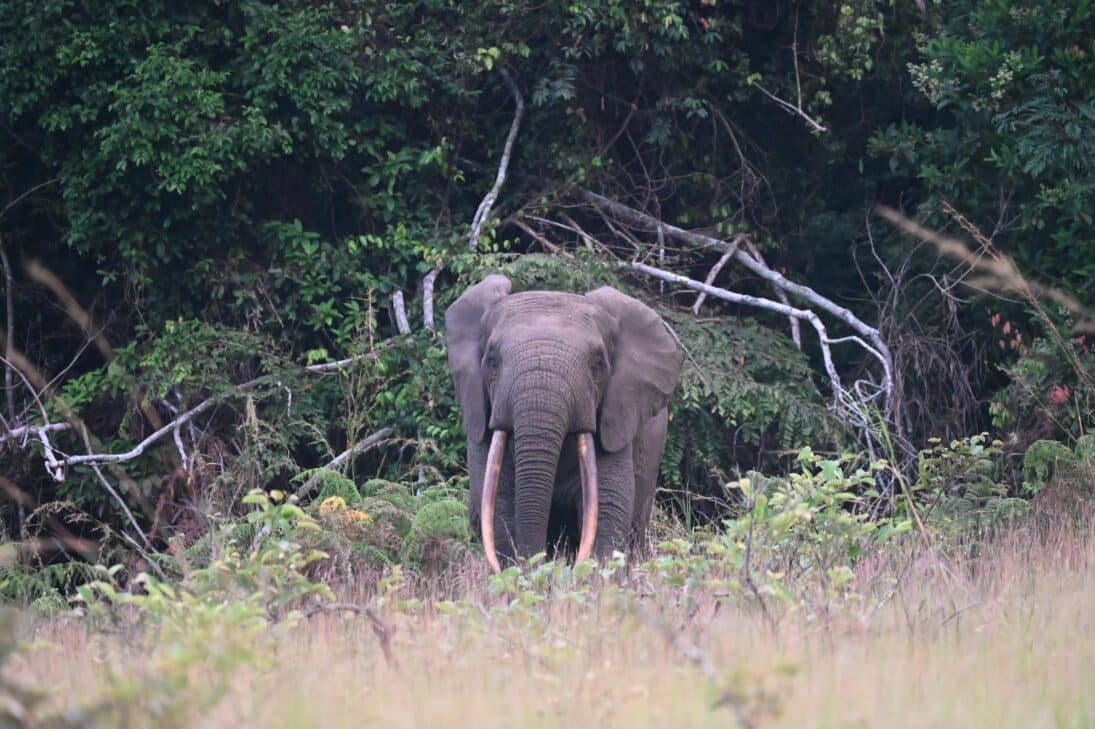 Forest elephant status in Conkouati Congo | ECF