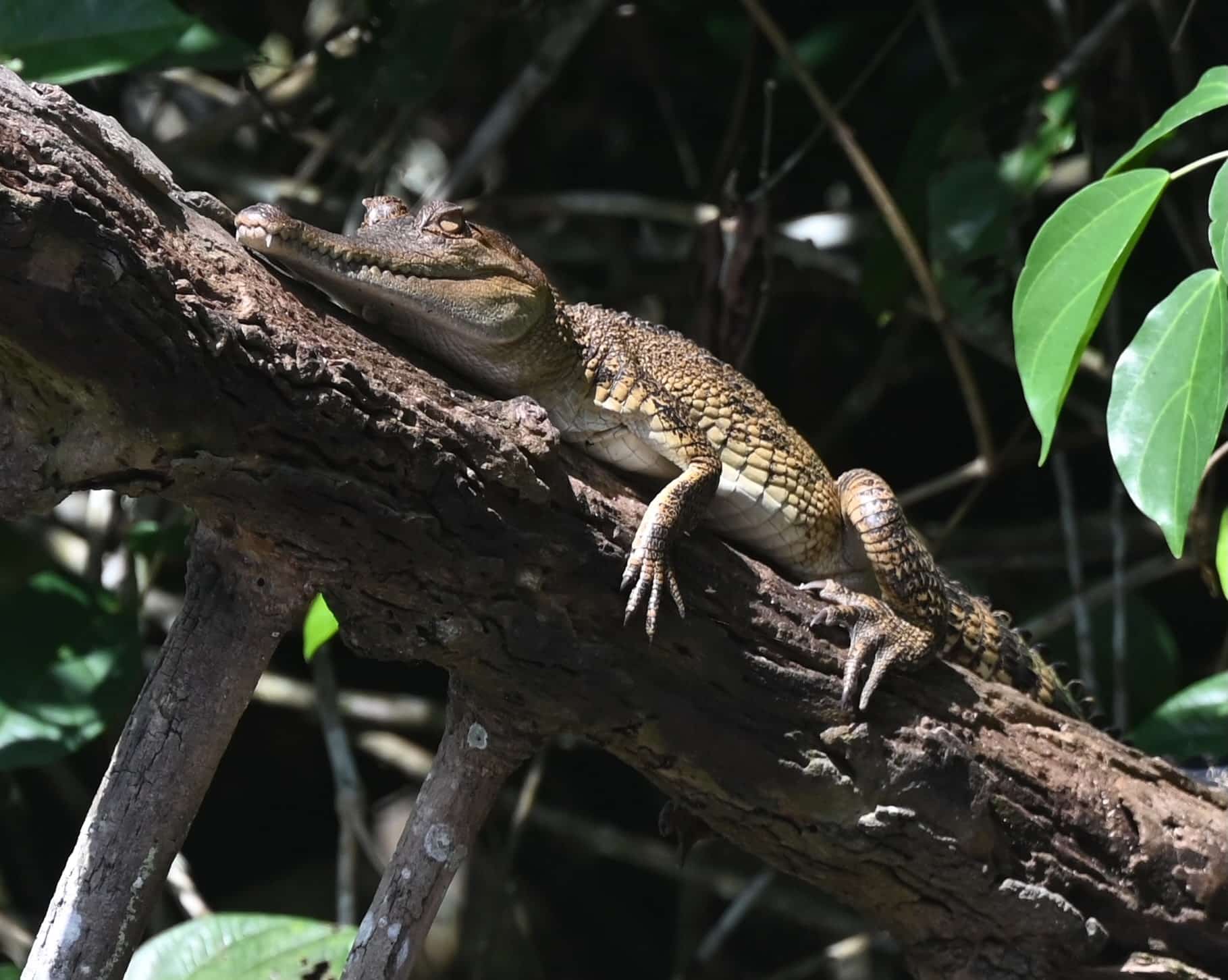 Forest elephant status in Odzala Congo | ECF