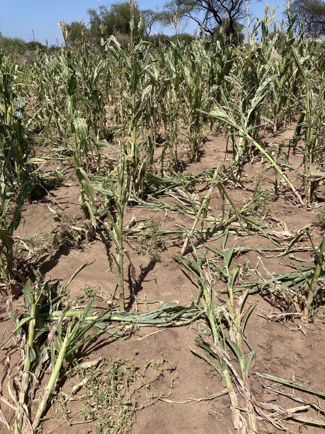 Exploring HEC solutions in Kenya's South Rift - Elephant Crisis Fund